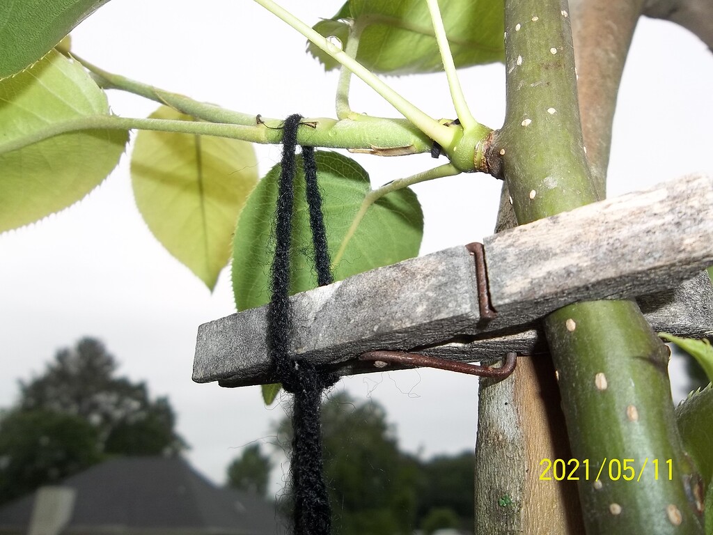 New limb bending - General Fruit Growing - Growing Fruit