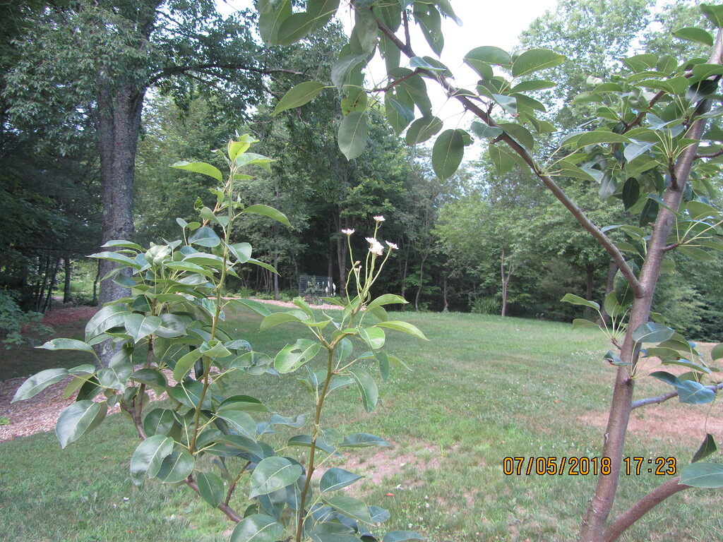 Colette in Bloom - General Fruit Growing - Growing Fruit