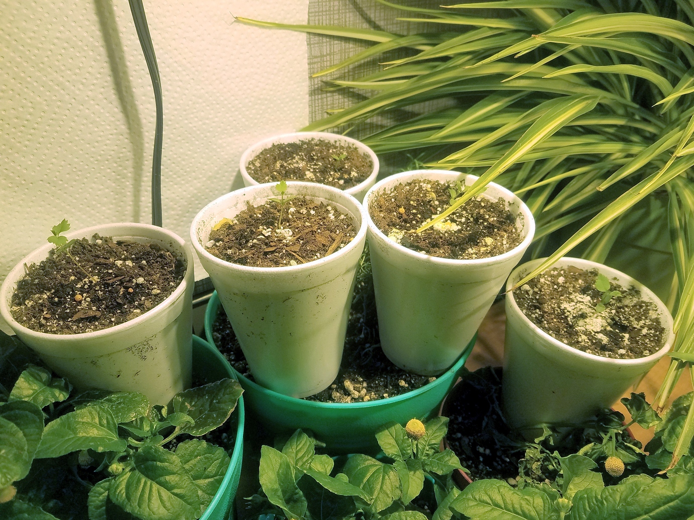 Juneberry from seed - General Fruit Growing - Growing Fruit