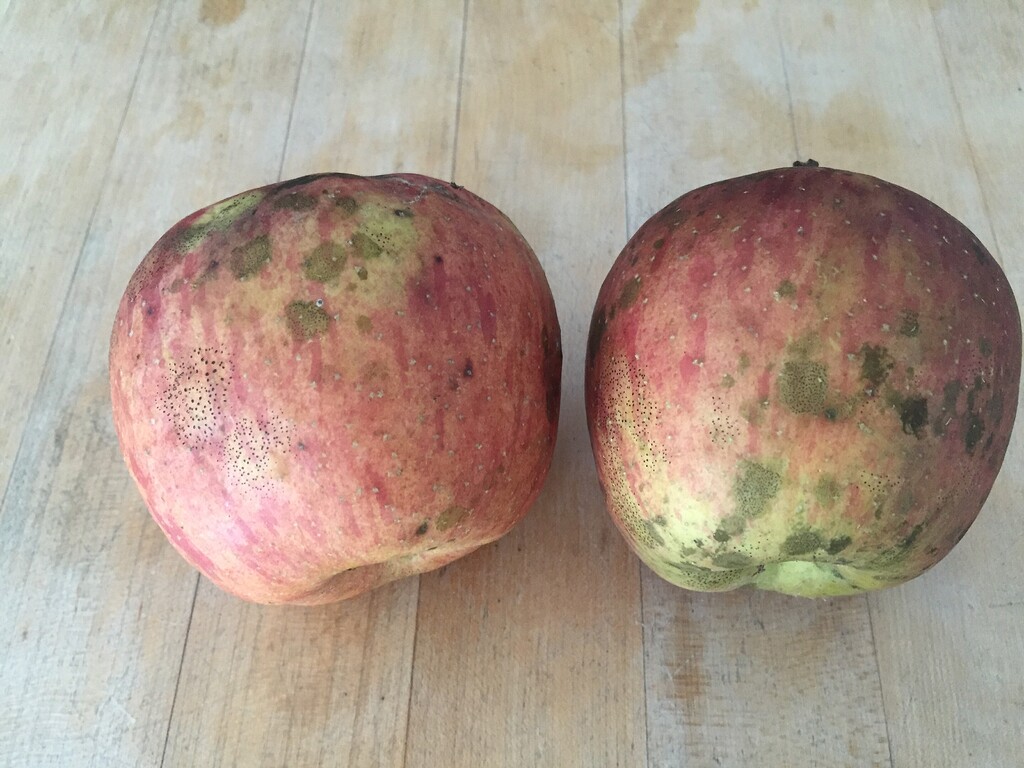 Spots on my Red Fujis - General Fruit Growing - Growing Fruit