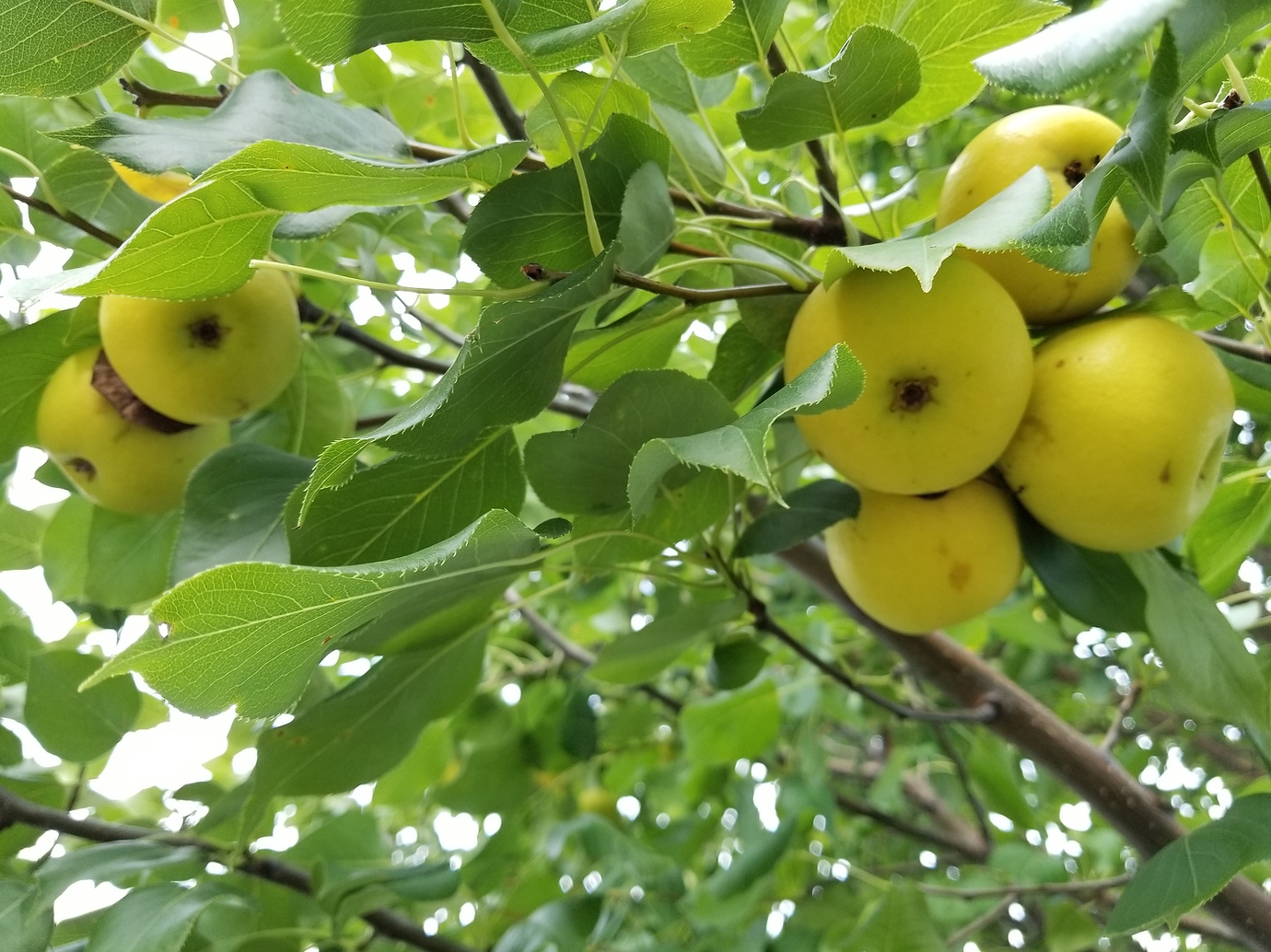 Pai Li Asian pear - General Fruit Growing - Growing Fruit