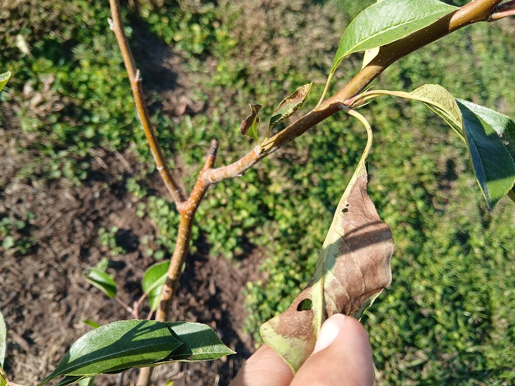 Bartlett Pear infested? - General Fruit Growing - Growing Fruit