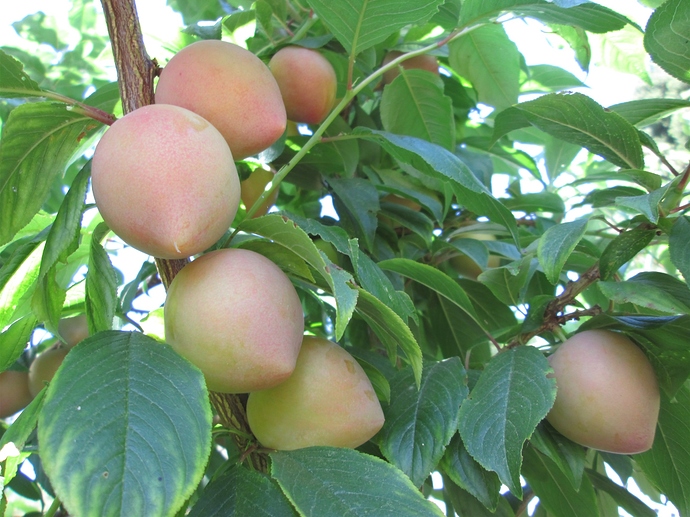 Candy Heart Pluerry - Page 9 - General Fruit Growing - Growing Fruit