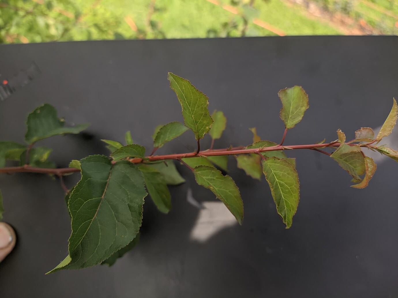 Help identifying myrobalan cherry plum-like seedling - General Fruit ...
