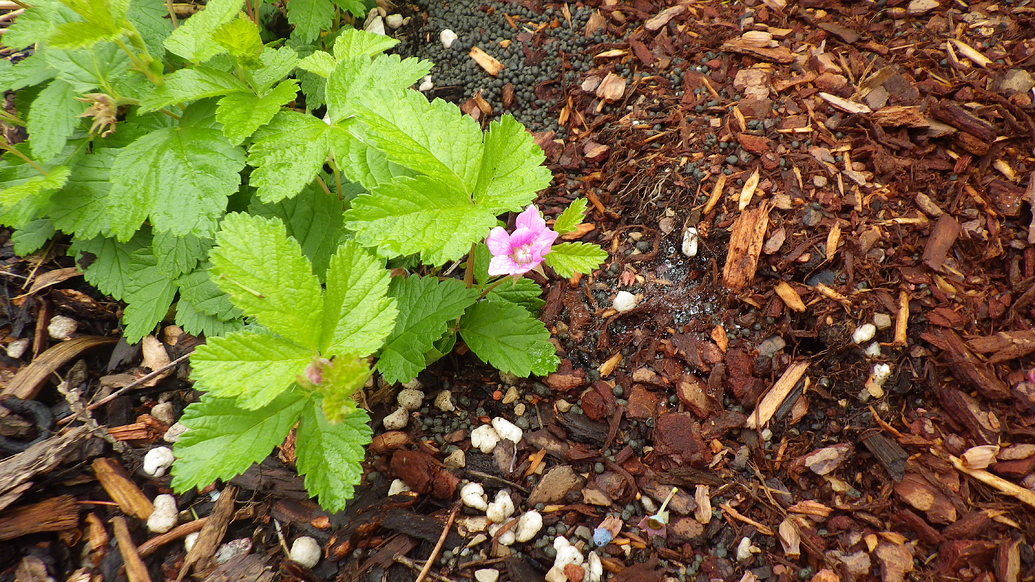 Groundcover/Arctic/Nagoon Raspberries - General Fruit Growing - Growing ...