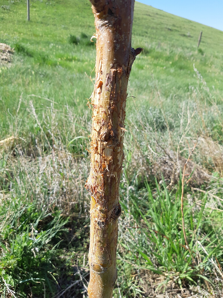 Apple tree damage. Help! - General Fruit Growing - Growing Fruit