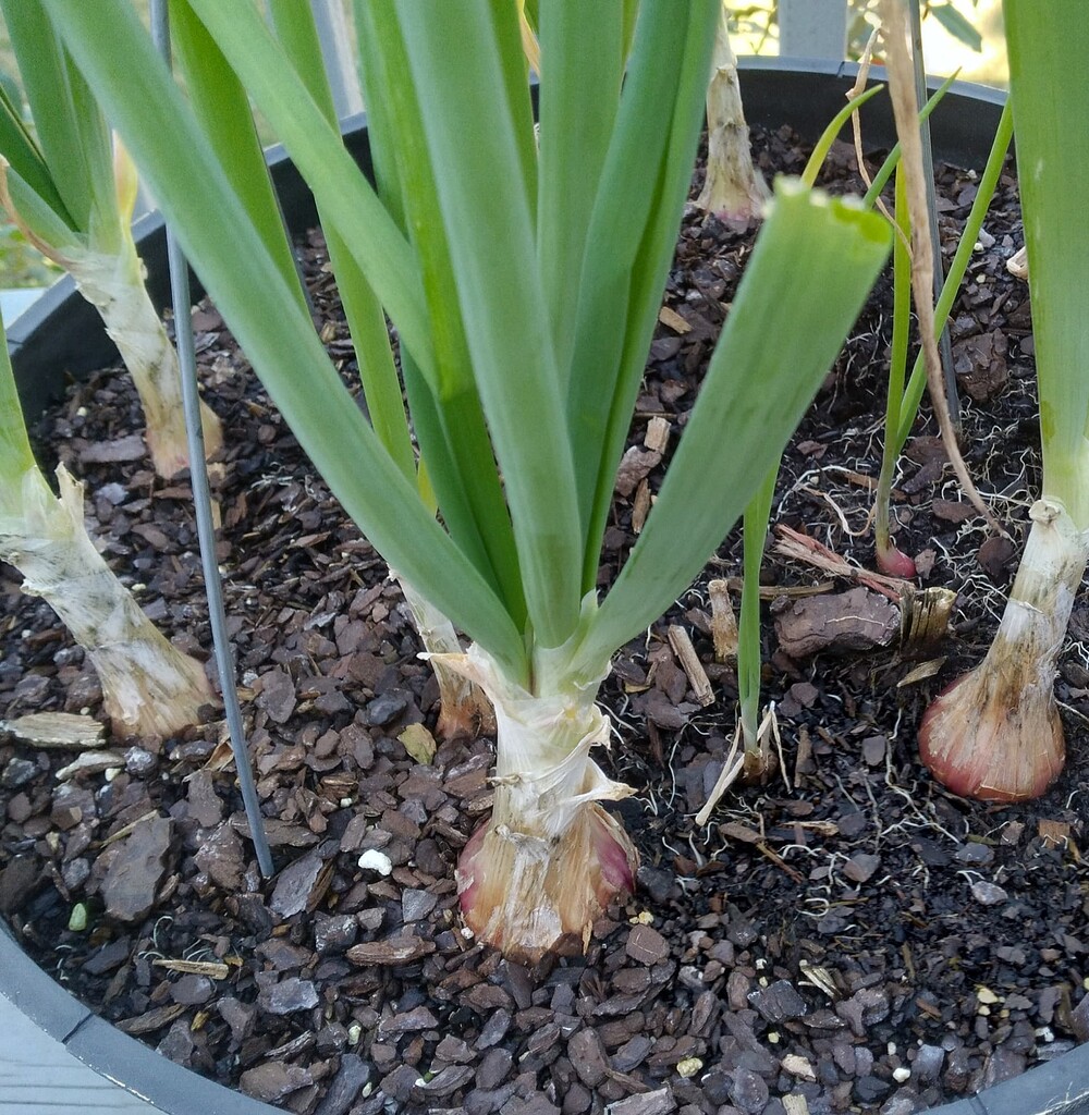 Walking onion progress - General Gardening - Growing Fruit