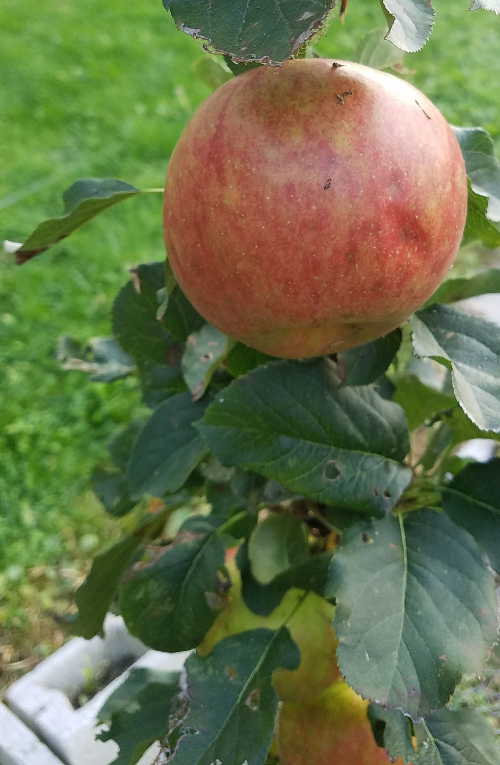 Urban/column apple tree - General Fruit Growing - Growing Fruit