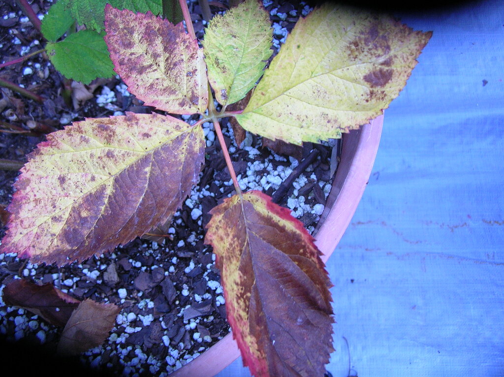 Blackberry disease help - General Fruit Growing - Growing Fruit