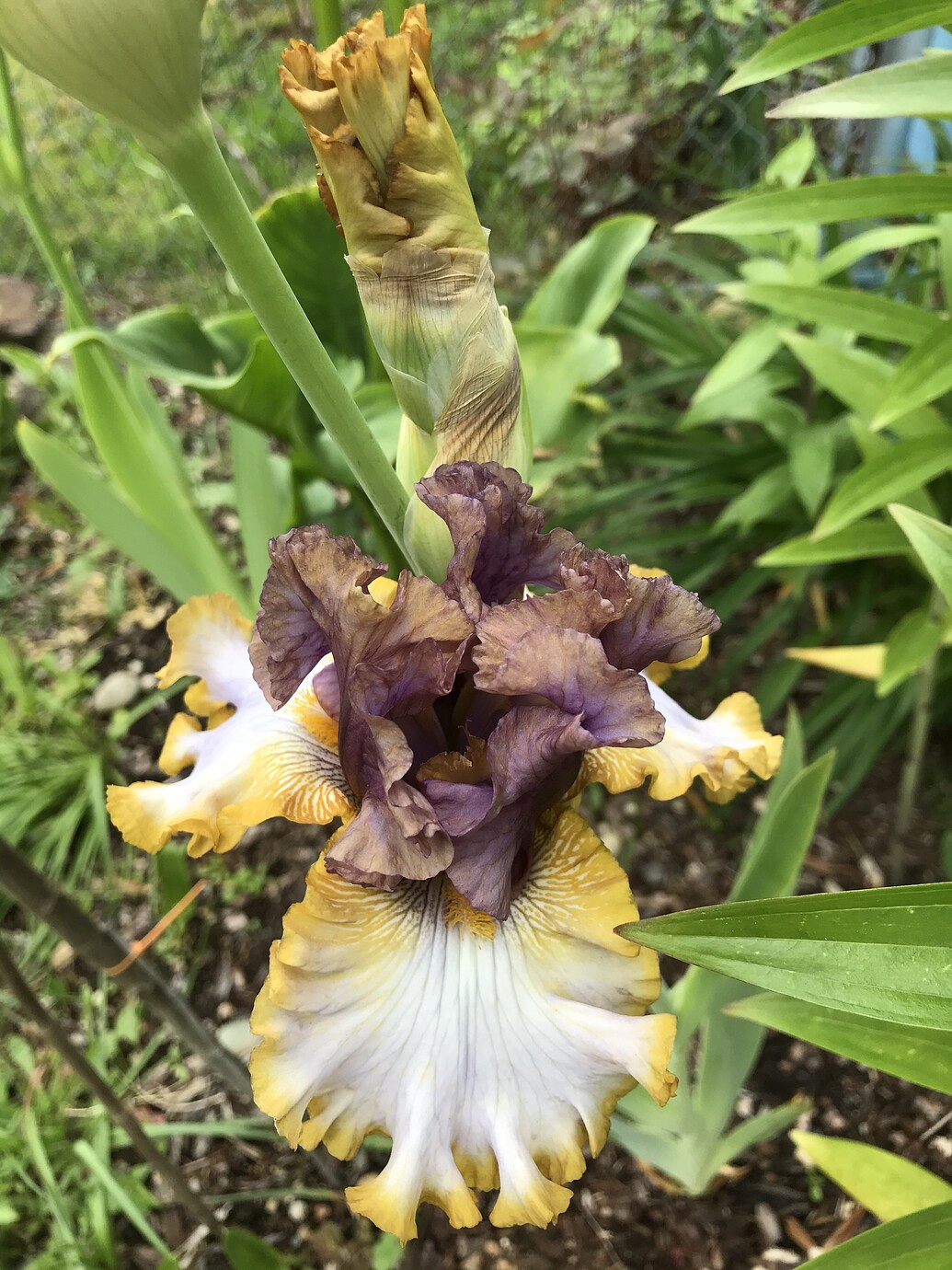 Bearded Iris seeds - General Gardening - Growing Fruit