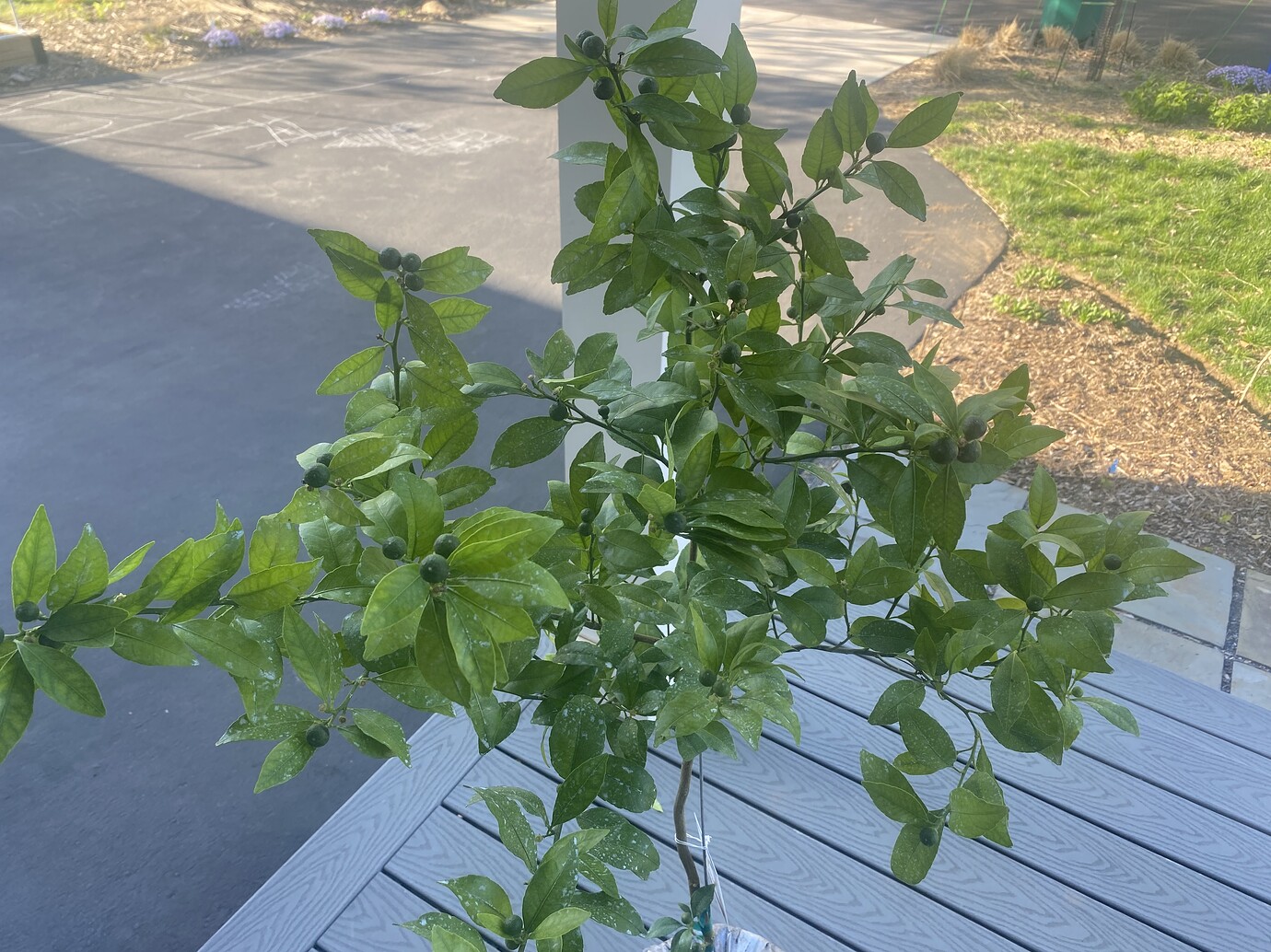 Madison Citrus Nursery Review - General Fruit Growing - Growing Fruit