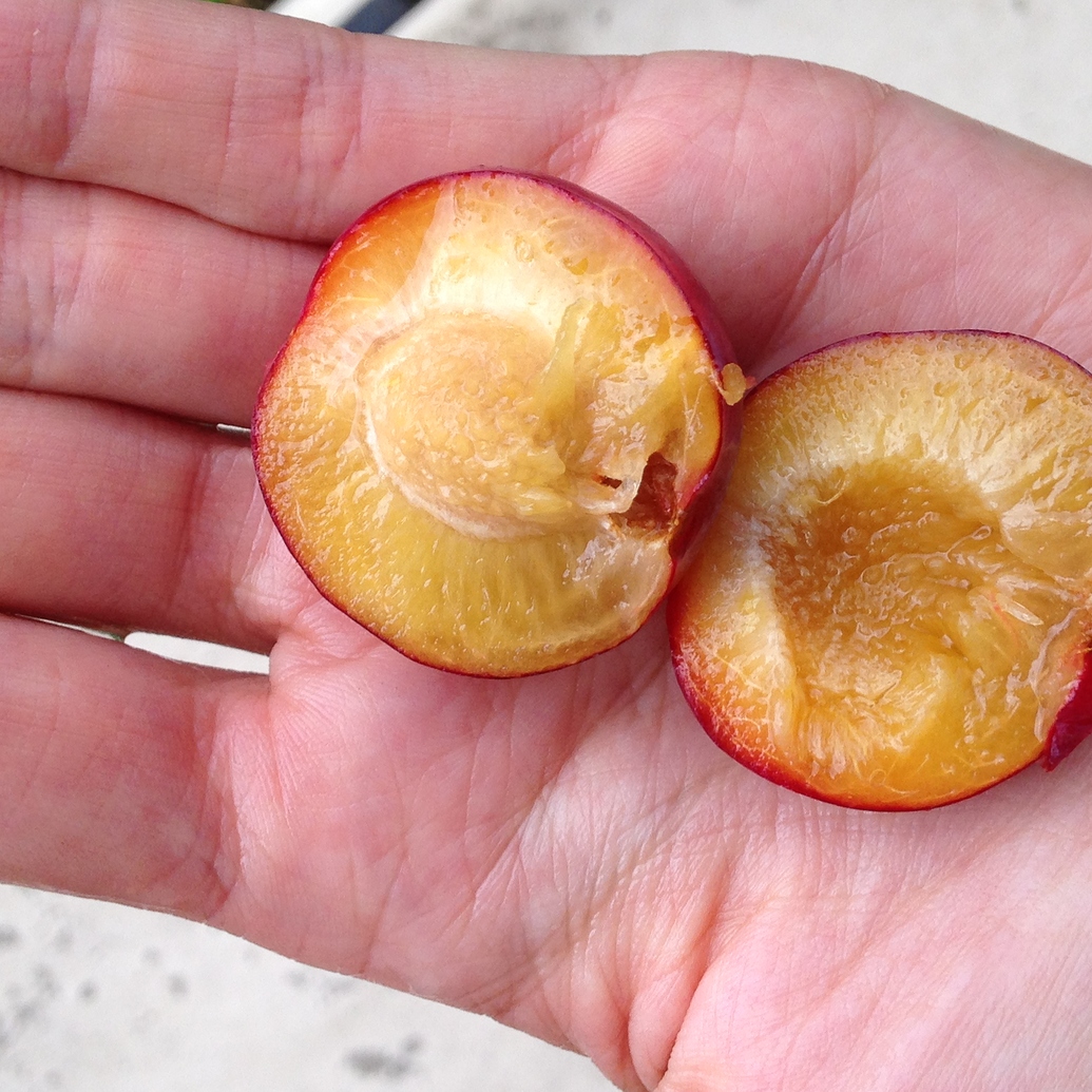 Toka-bubblegum plum - General Fruit Growing - Growing Fruit
