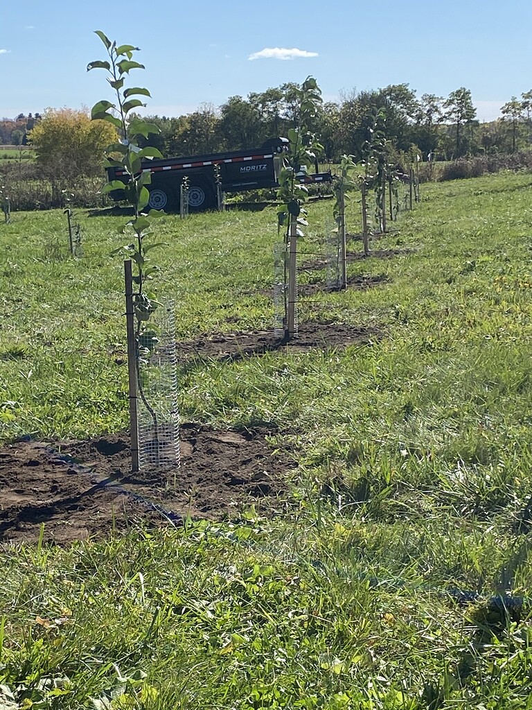 Fall Apple Tree Planting - General Fruit Growing - Growing Fruit