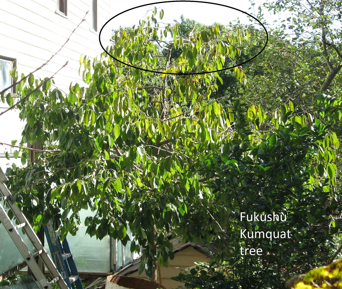 Pruning paw paw trees to a reachable height? - General Fruit Growing ...