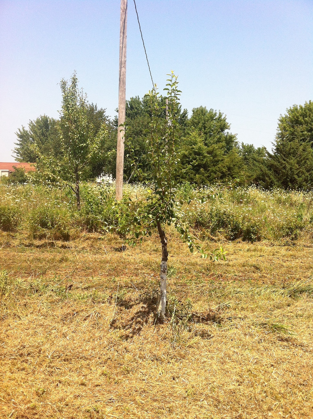 Clark's Small Yellow Pear - General Fruit Growing - Growing Fruit