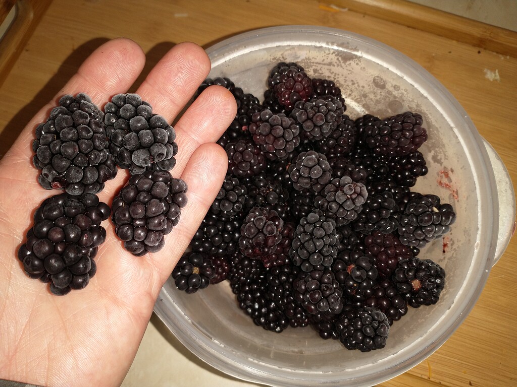 Blackberry flavors - General Fruit Growing - Growing Fruit