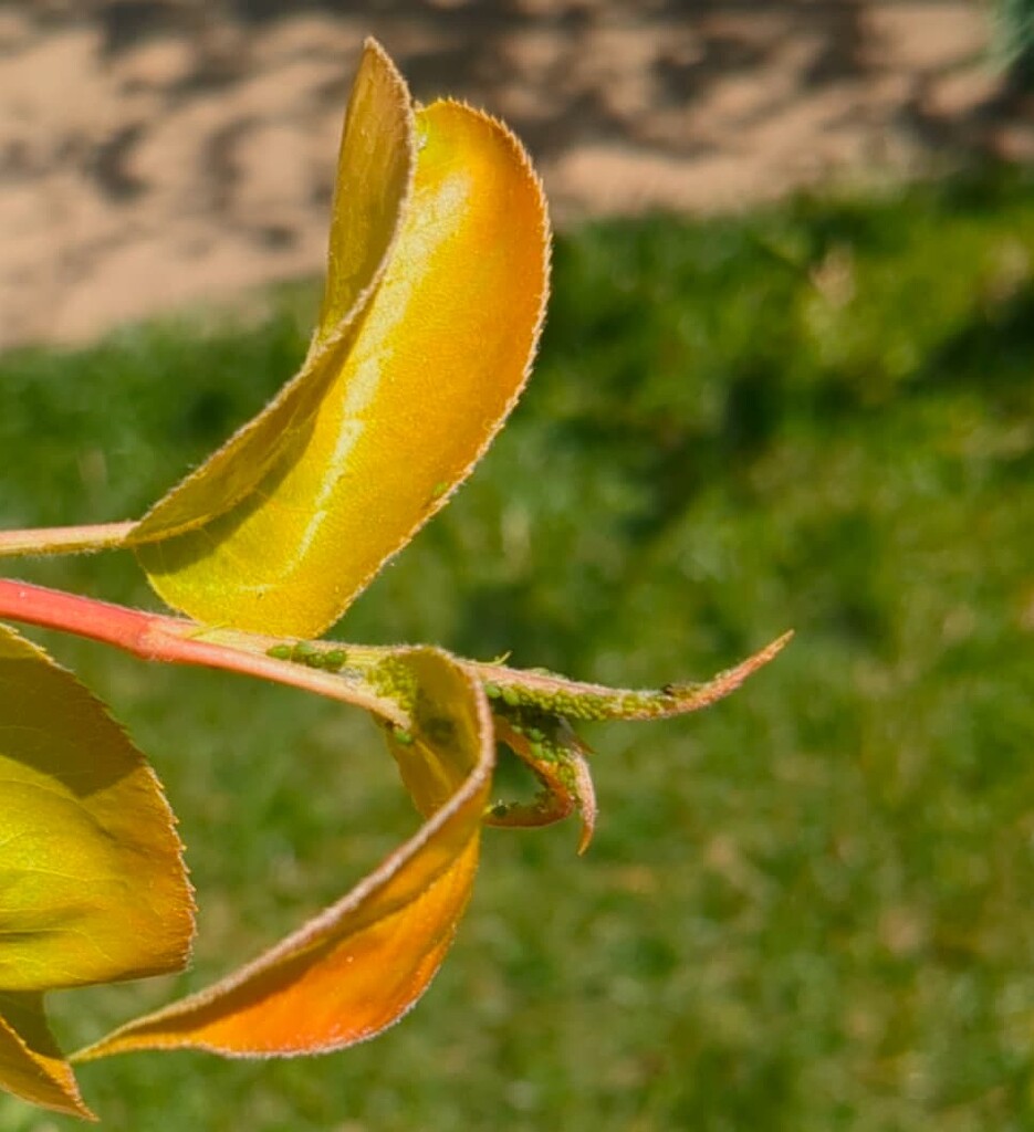 How to Treat Asian Pear Aphids - General Fruit Growing - Growing Fruit