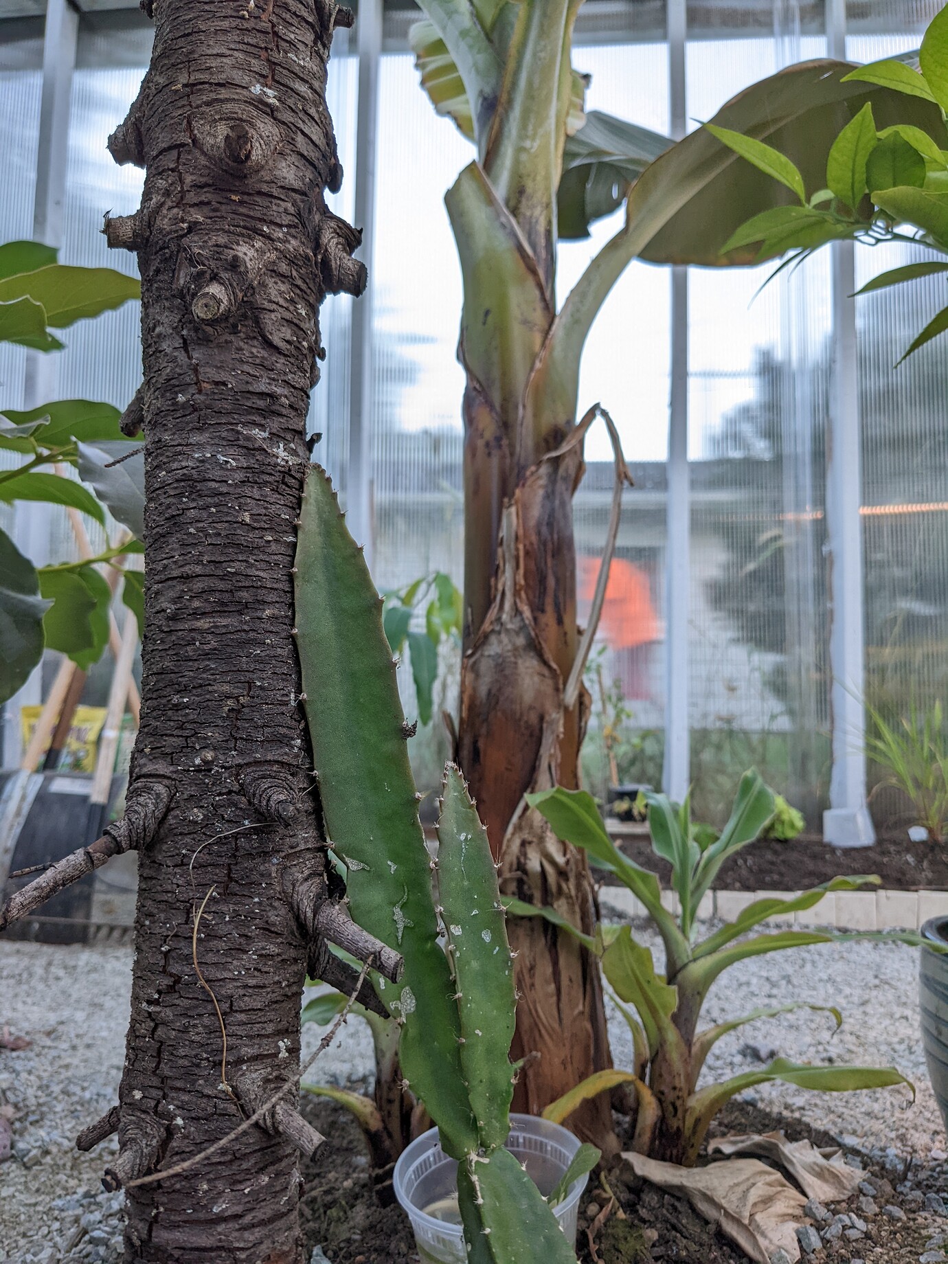 Yellow pitaya/dragonfruit - General Fruit Growing - Growing Fruit