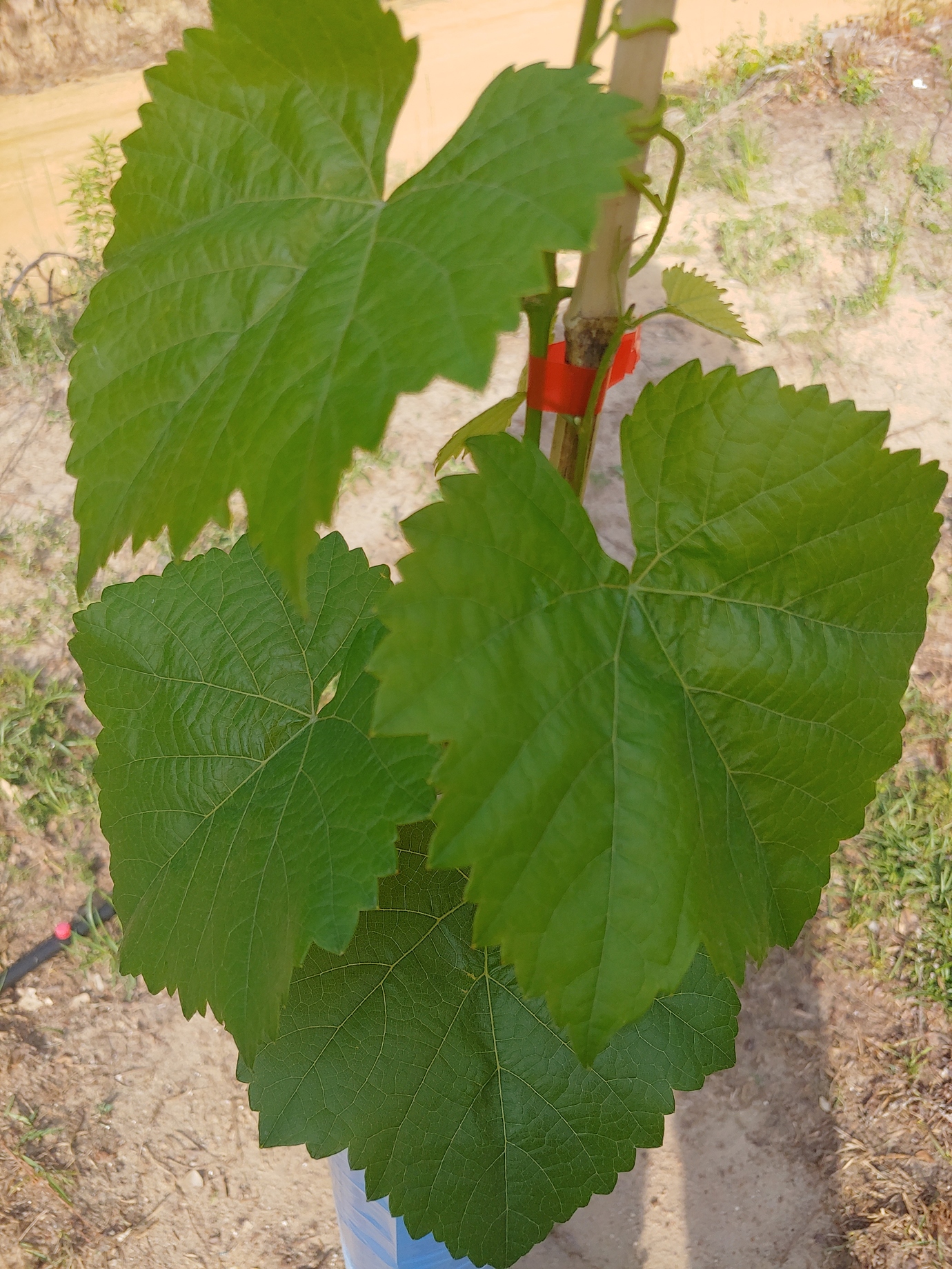 Victoria Red grapevines - General Fruit Growing - Growing Fruit