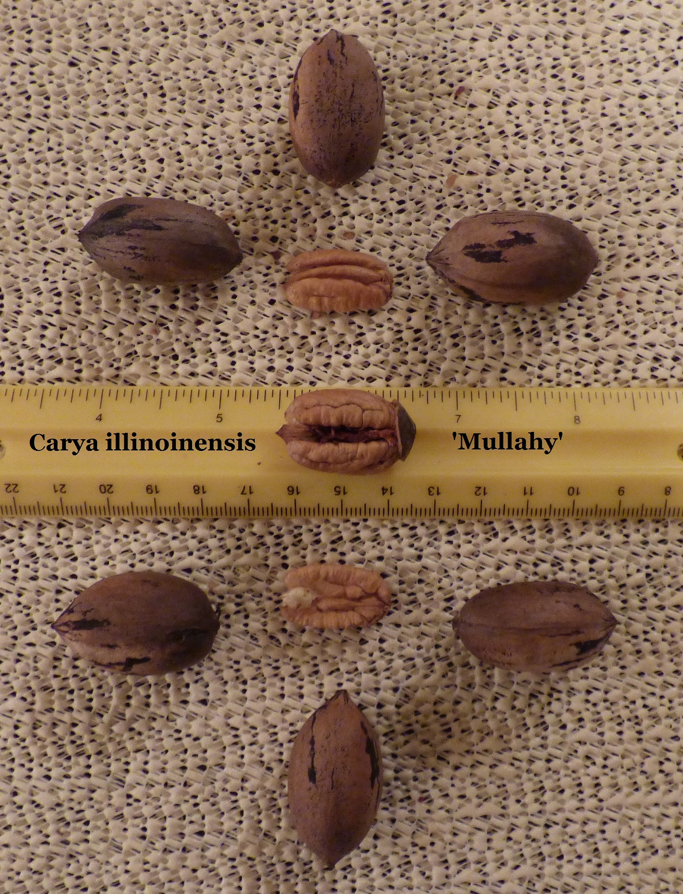 Pecan pollination chart - General Fruit Growing - Growing Fruit