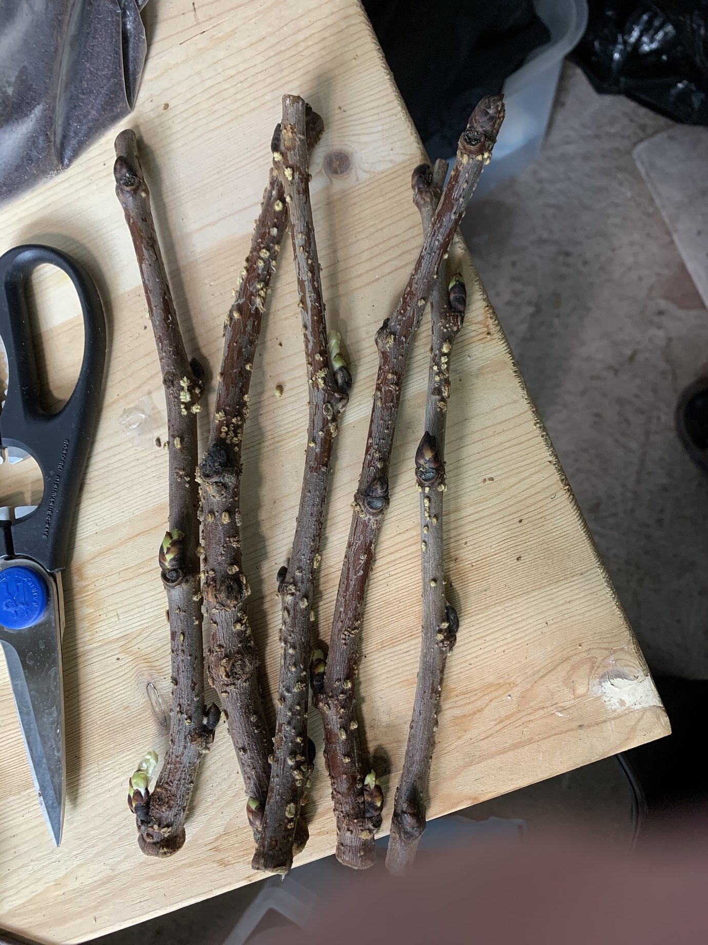 Enormous success with rooting and *keeping healthy* Mulberry cuttings ...