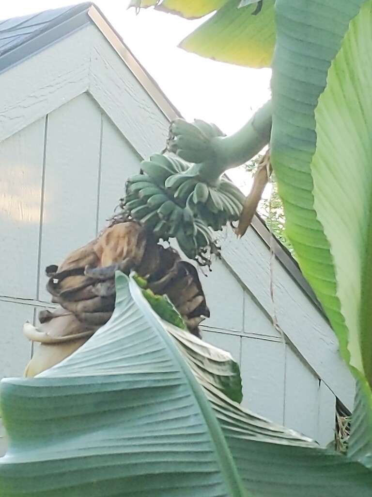 Musa Basjoo Fruiting - General Fruit Growing - Growing Fruit