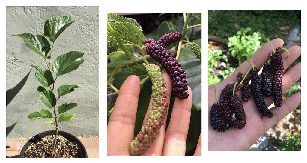 Pakistan Mulberry? - Pictures! - Growing Fruit