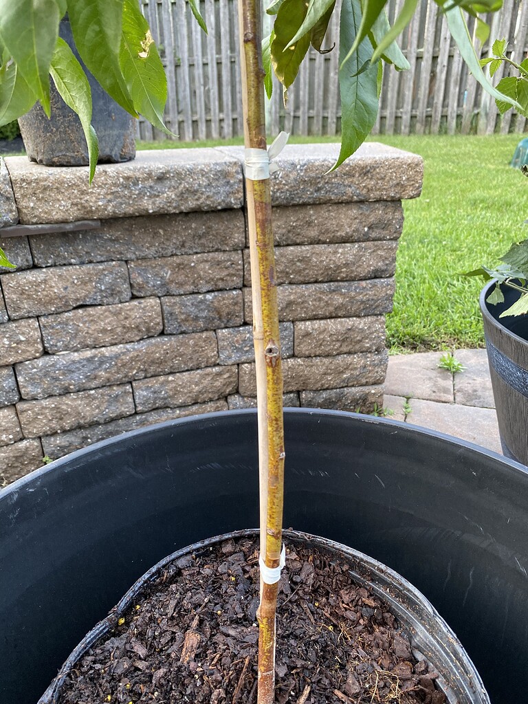 Bark on peach tree ok? - General Fruit Growing - Growing Fruit