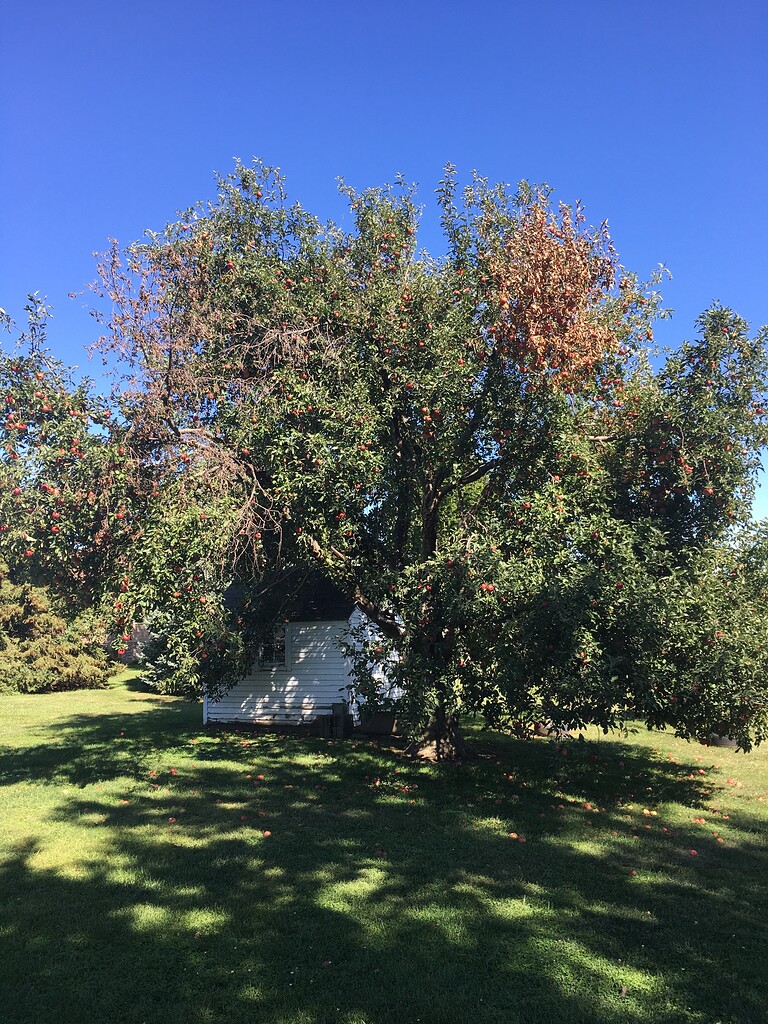 Apple tree dying - General Fruit Growing - Growing Fruit