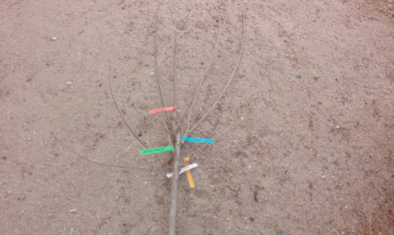 Multi-Graft cherry - General Fruit Growing - Growing Fruit