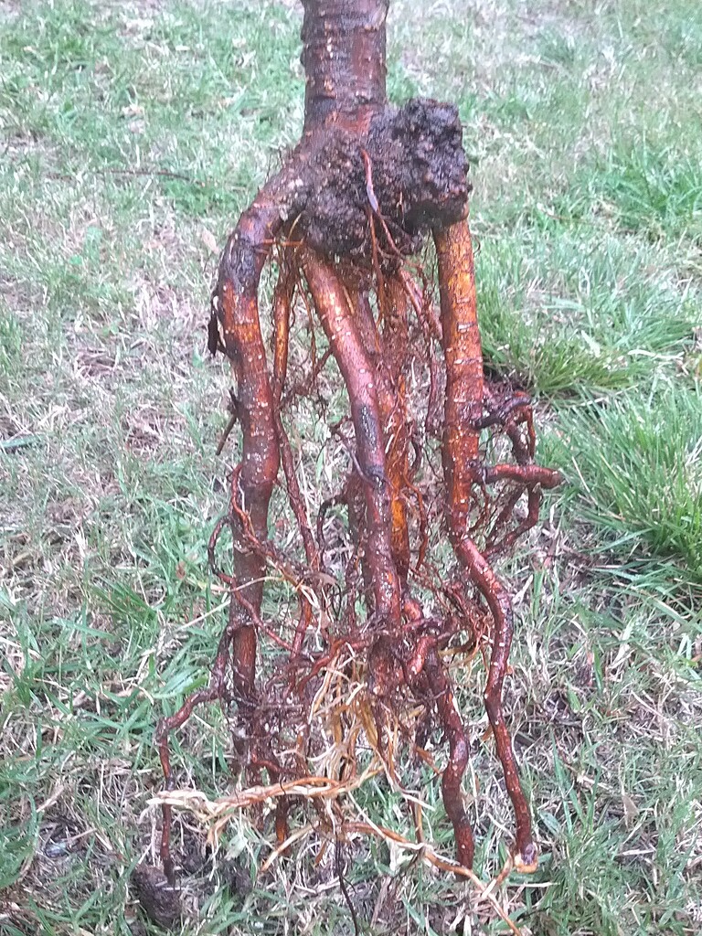 Asian Pear bareroot rootstock - diseased? - General Fruit Growing ...