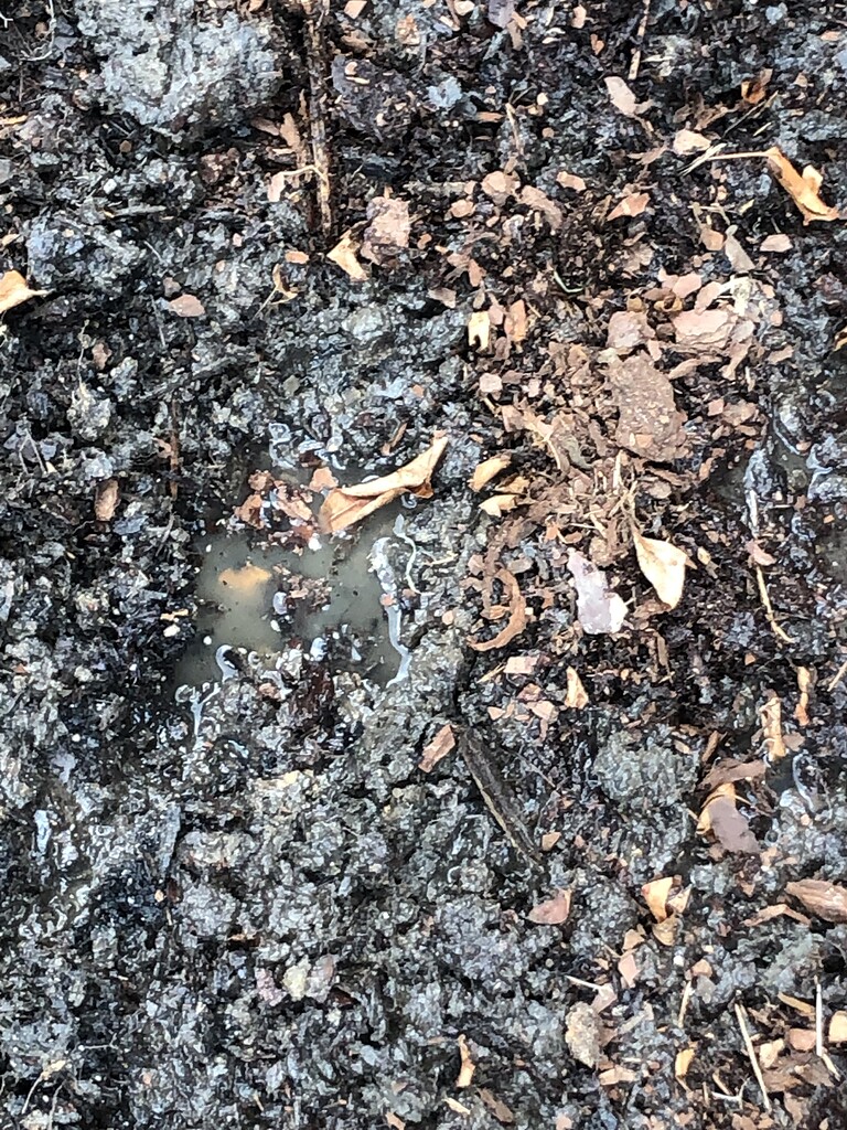 Hardy Hibiscus in mucky clay - General Gardening - Growing Fruit