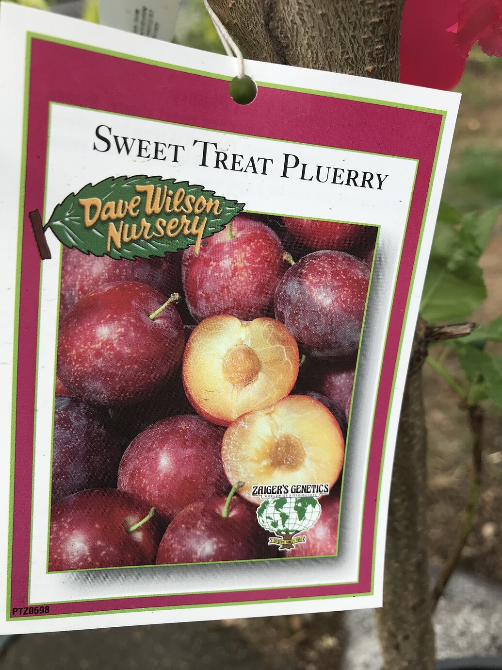 Sweet Treat Pluerry in Maritime Pacific Northwest - General Fruit ...