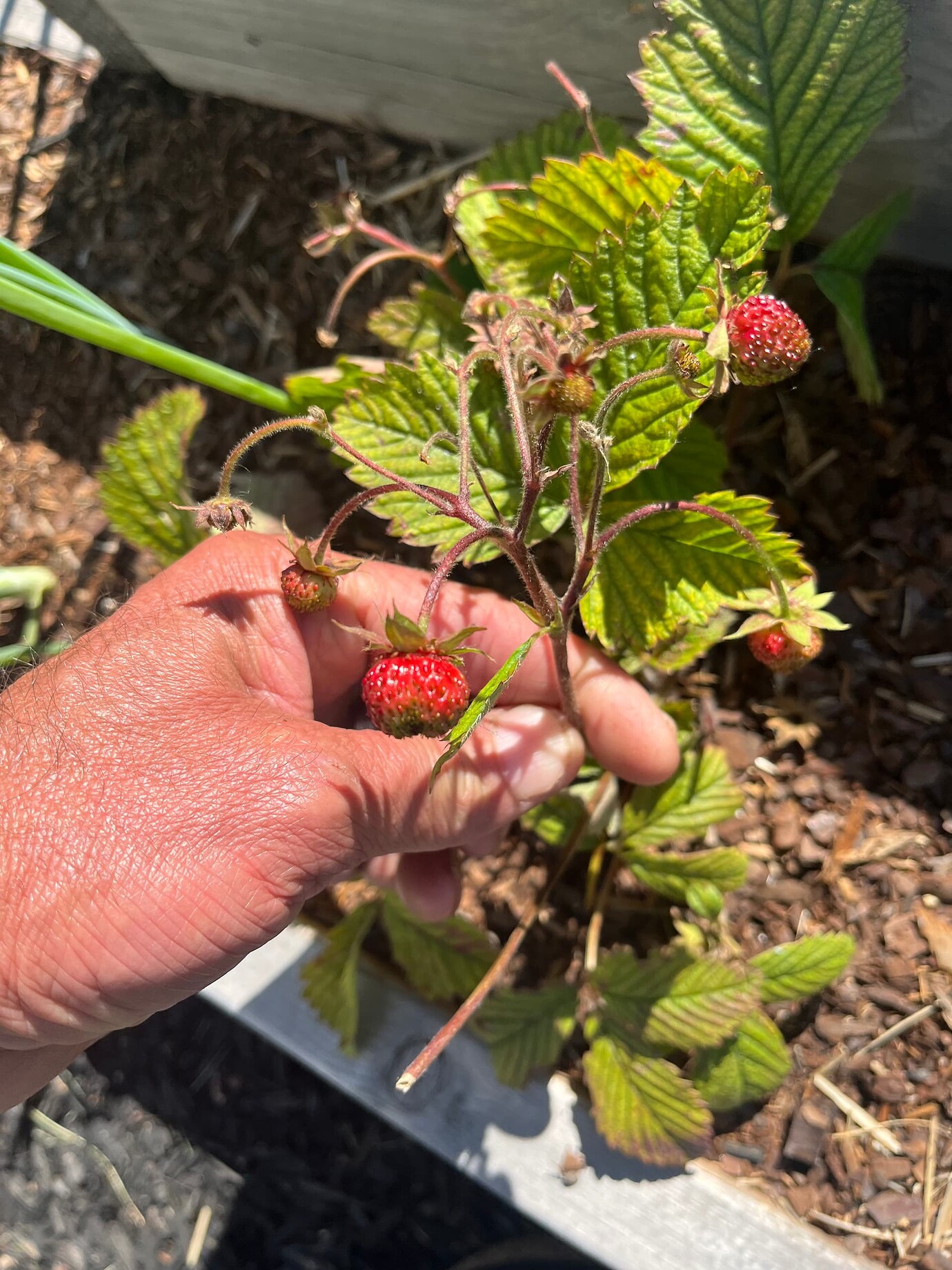Musk strawberry pollination - General Fruit Growing - Growing Fruit