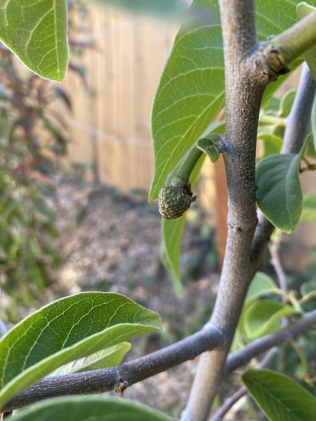 Growing cherimoyas - General Fruit Growing - Growing Fruit