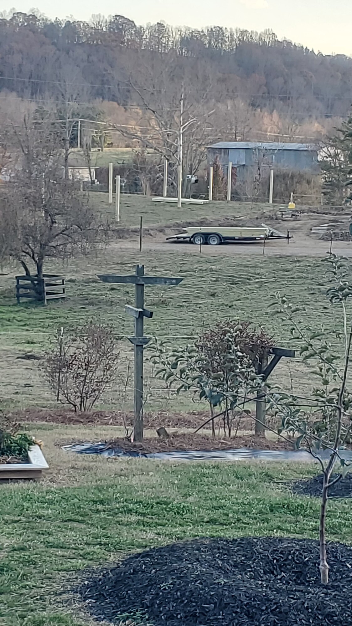 High-Density Apple - Vigor - General Fruit Growing - Growing Fruit