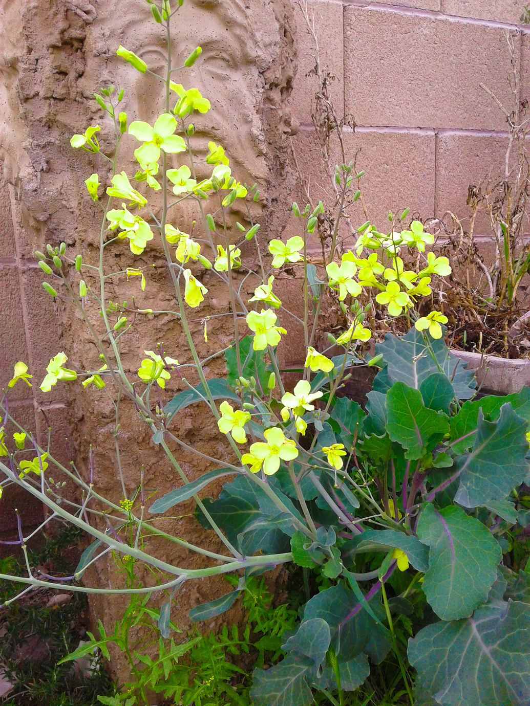 Purple tree collard - General Gardening - Growing Fruit