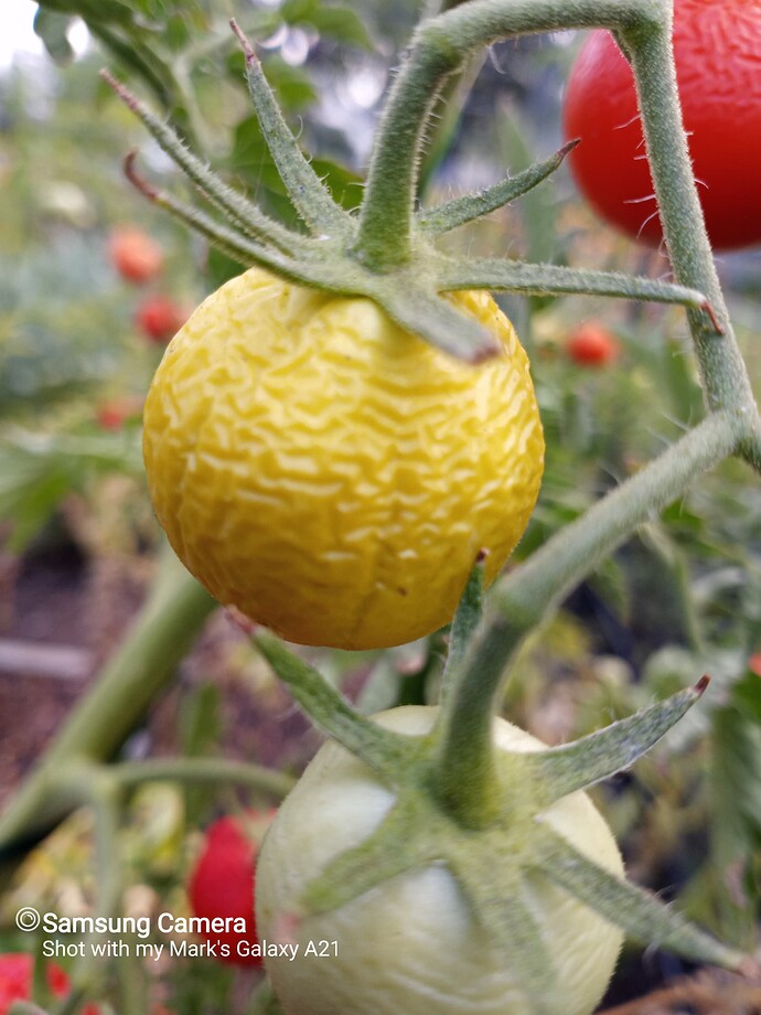 Weird Tomatoes query - General Gardening - Growing Fruit