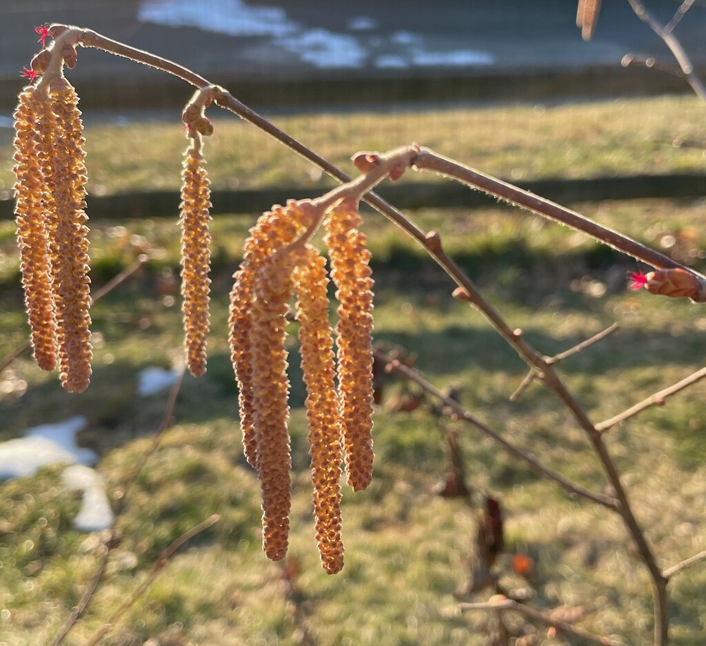 Hazelnuts 2024 - General Fruit Growing - Growing Fruit