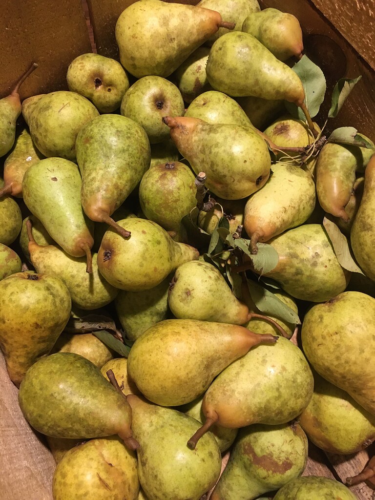 Gorham Pear - General Fruit Growing - Growing Fruit