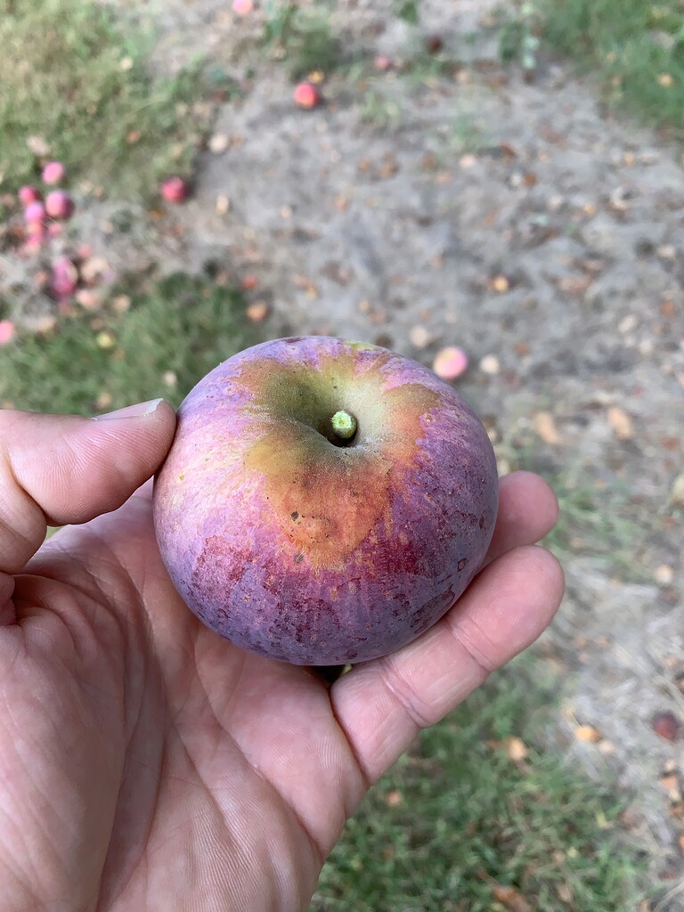 Apple Variety Natalie, Tarando, NY 65707-19 - General Fruit Growing ...