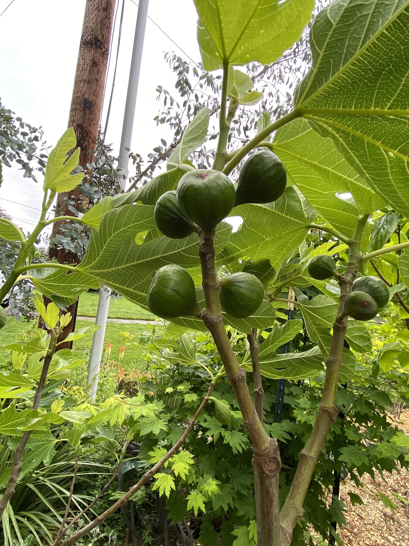 Breba fig report - General Fruit Growing - Growing Fruit