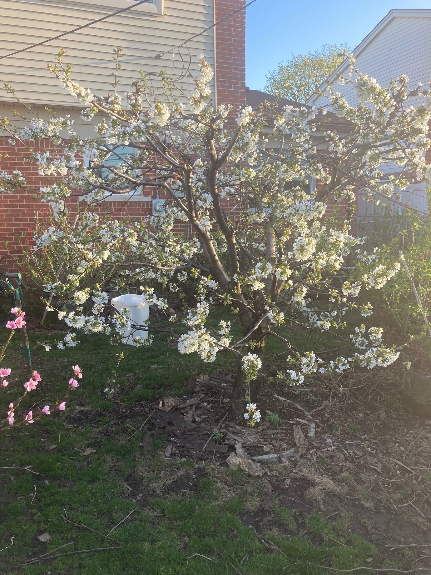 Fruit Tree Planting Depth Question - General Fruit Growing - Growing Fruit