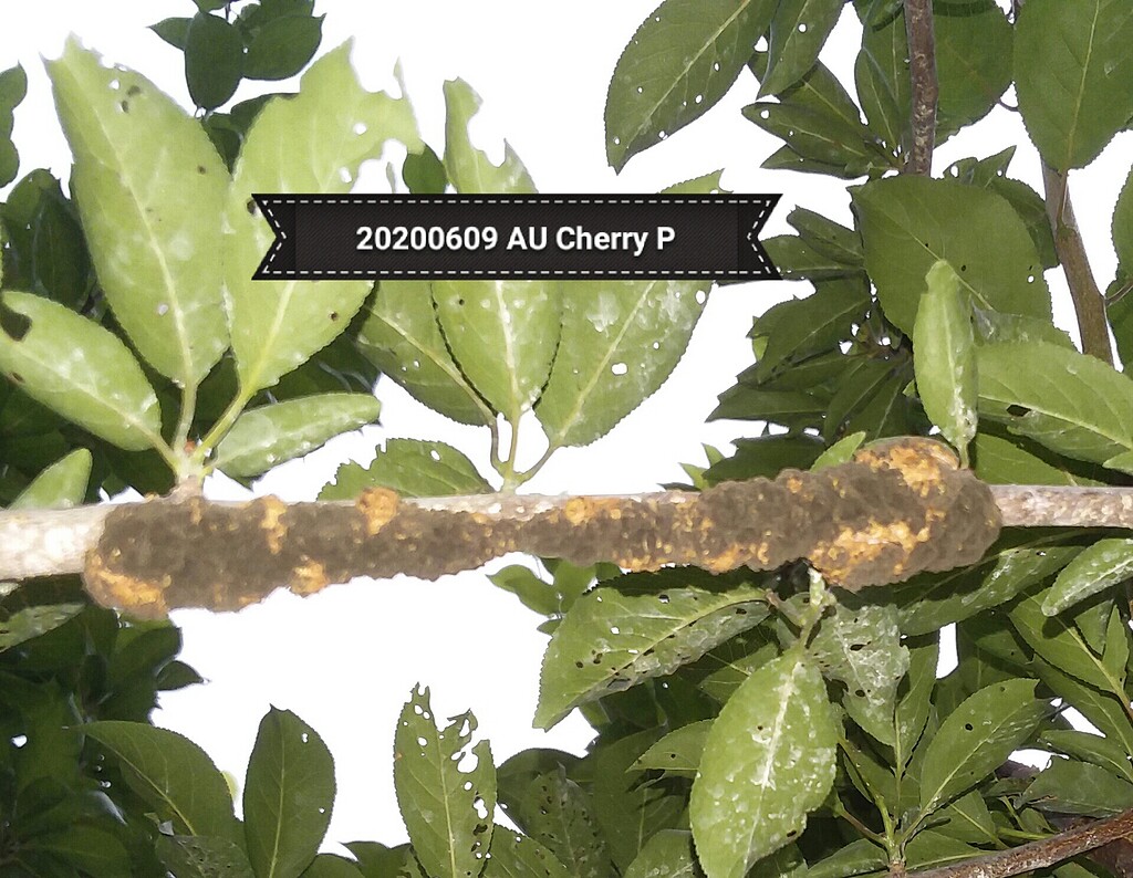 Au Cherry Plum on Probation - General Fruit Growing - Growing Fruit