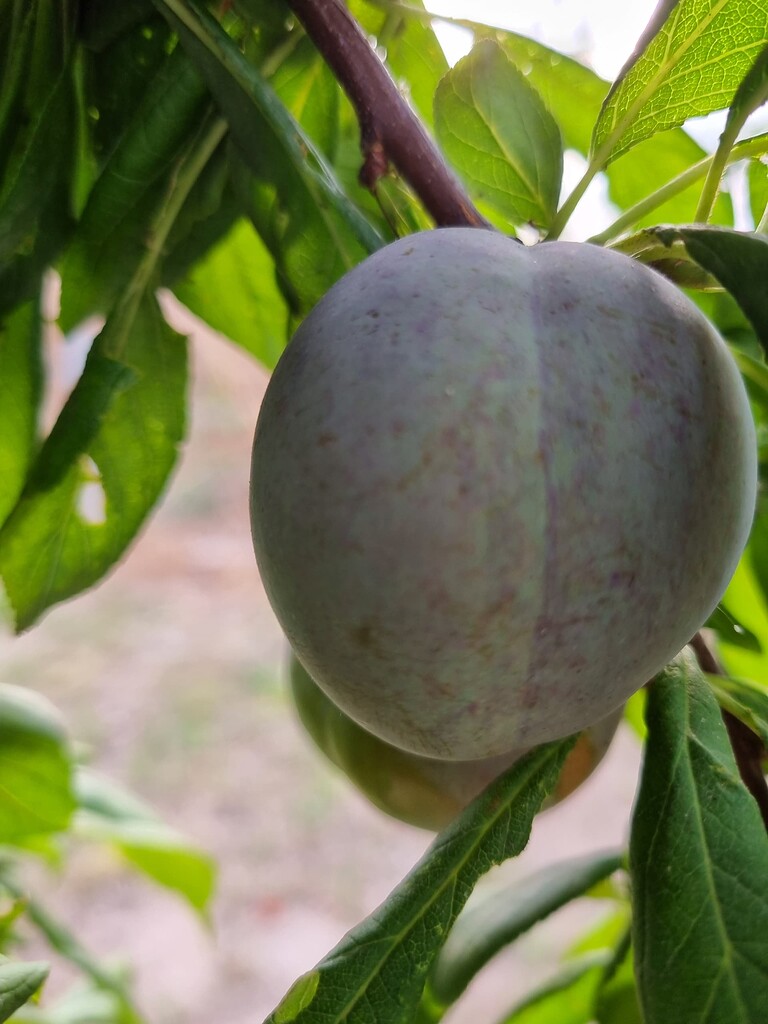 Name the pluot - General Fruit Growing - Growing Fruit