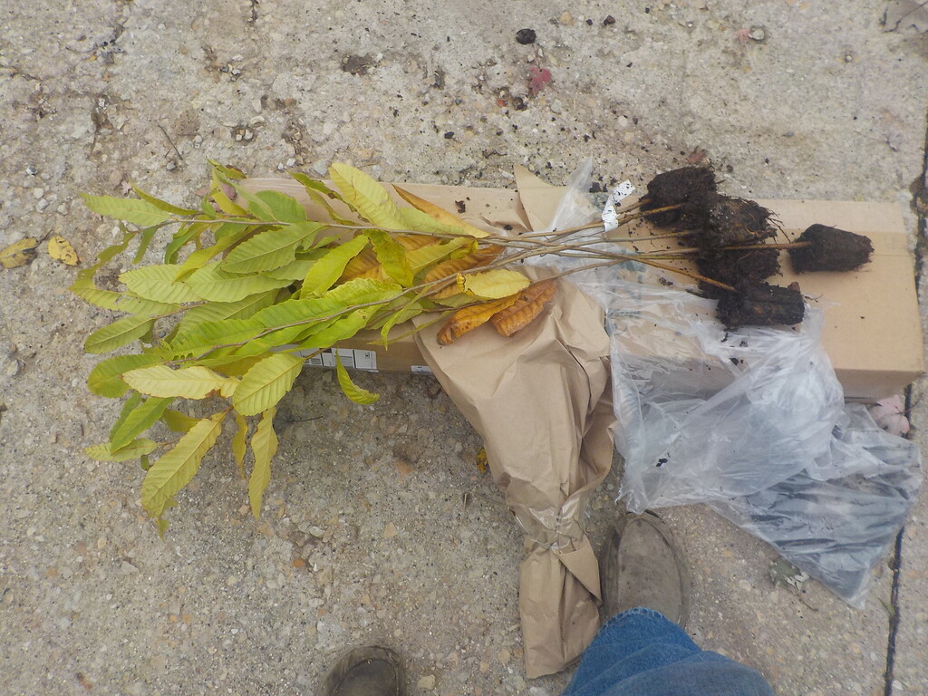 Chestnut seedling order - General Fruit Growing - Growing Fruit