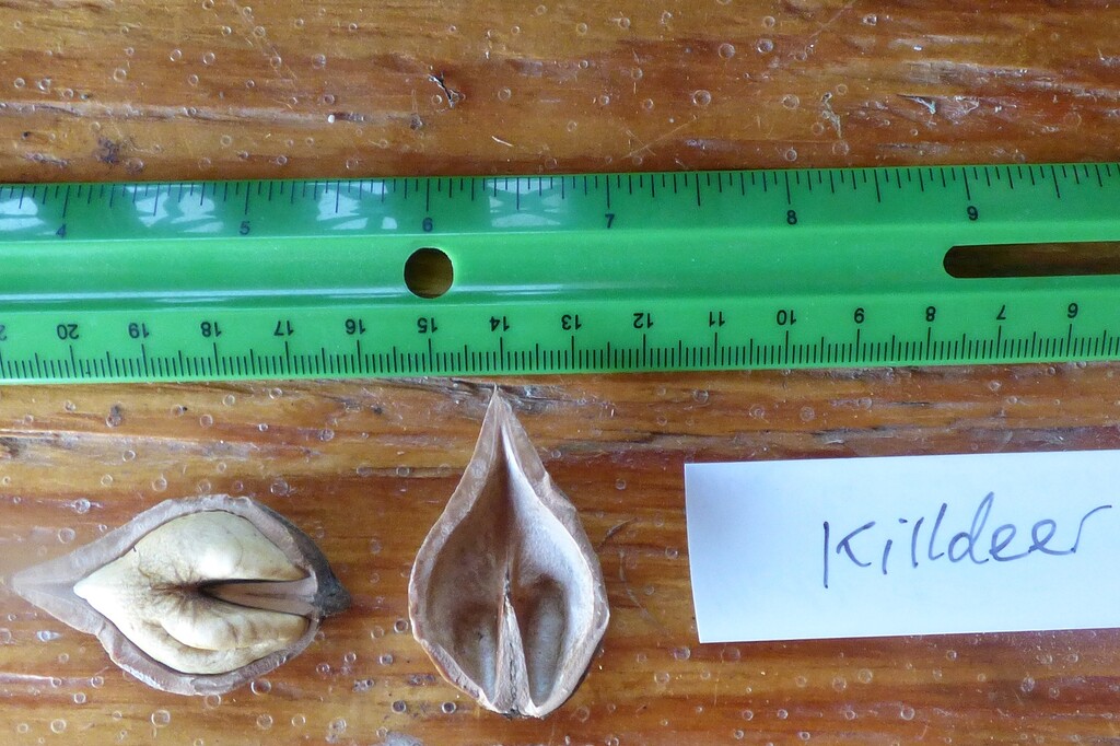 Heartnut - General Fruit Growing - Growing Fruit