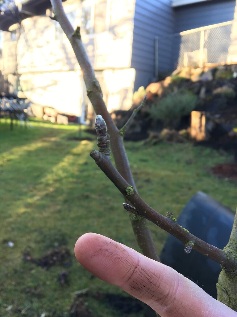 Apple notching and maybe pruning - General Fruit Growing - Growing Fruit