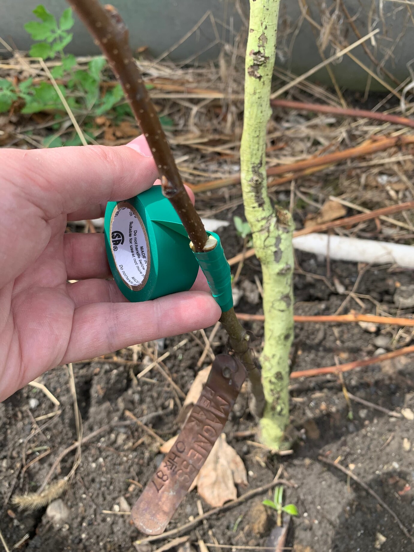 25 Harrow pear varieties - General Fruit Growing - Growing Fruit