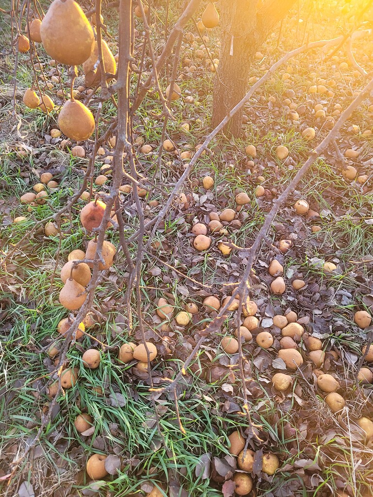 A windfall of windfalls! - General Fruit Growing - Growing Fruit